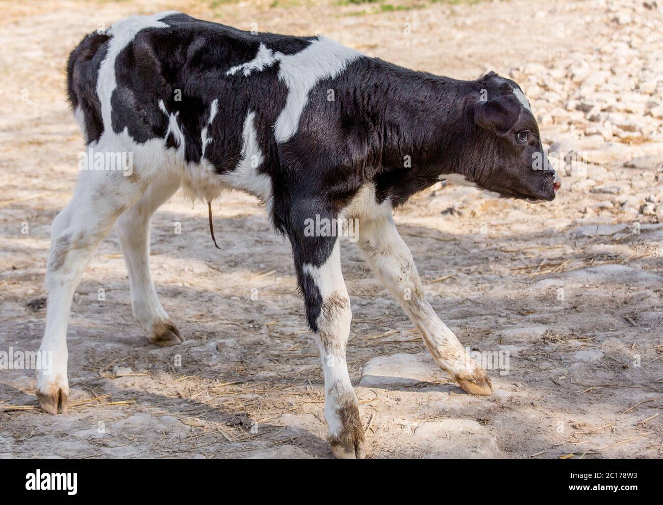 Dairy calf nursery hi-res stock photography and images - Alamy