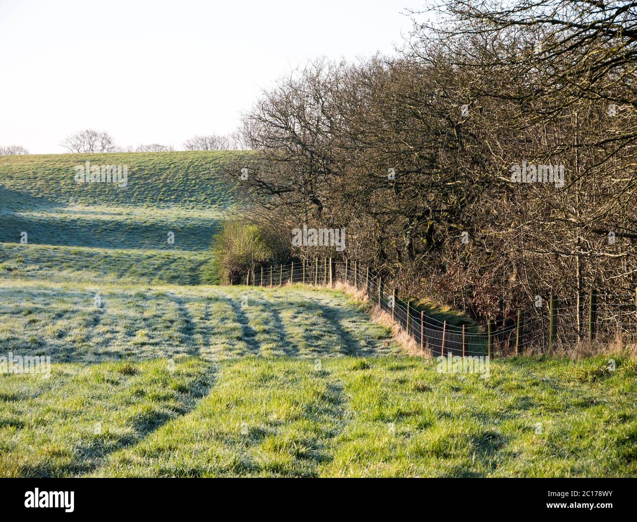 Fencing and trees along edge of field Stock Photo - Alamy