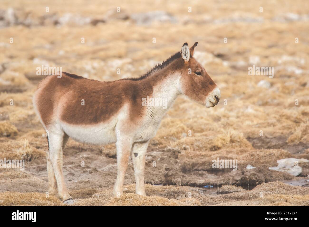 Tibetan Wild Ass, Equus kiang, Ladakh, India Stock Photo - Alamy