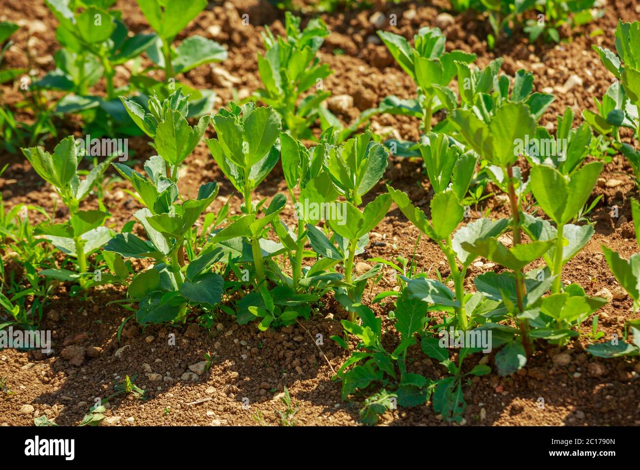 Organic vegetable garden, growing palnt Stock Photo - Alamy