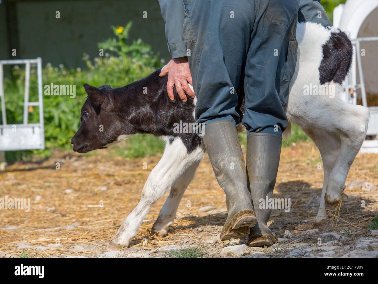 Holstein cows calf hi-res stock photography and images - Alamy