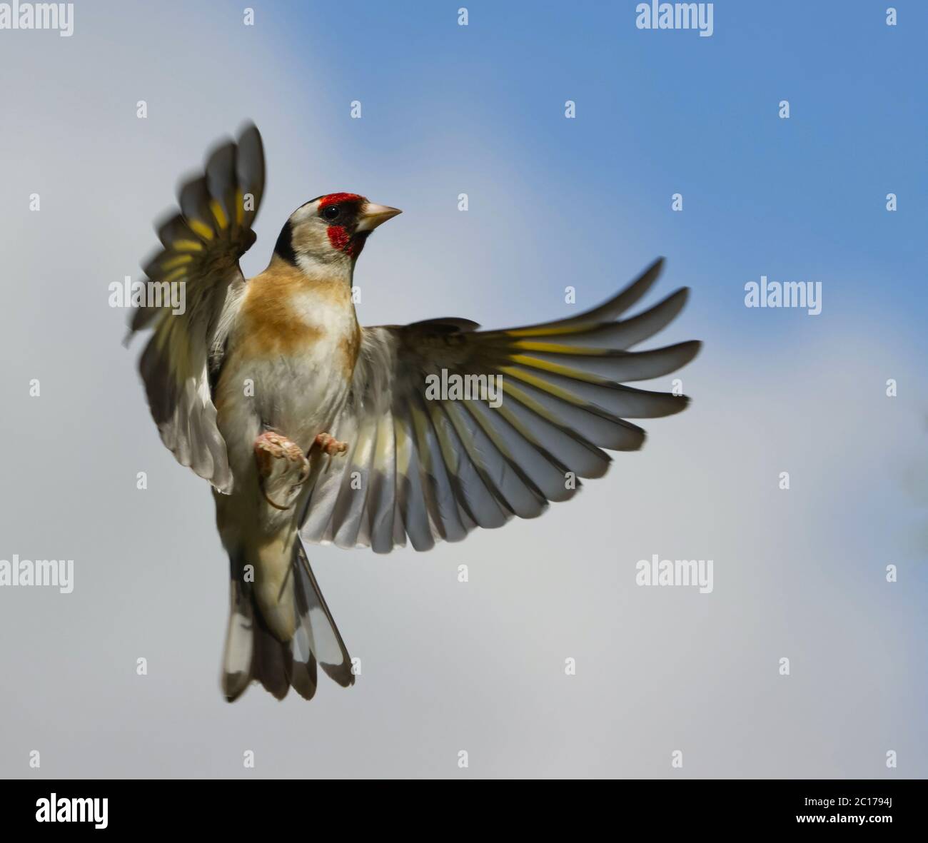 Finch in flight hi-res stock photography and images - Alamy