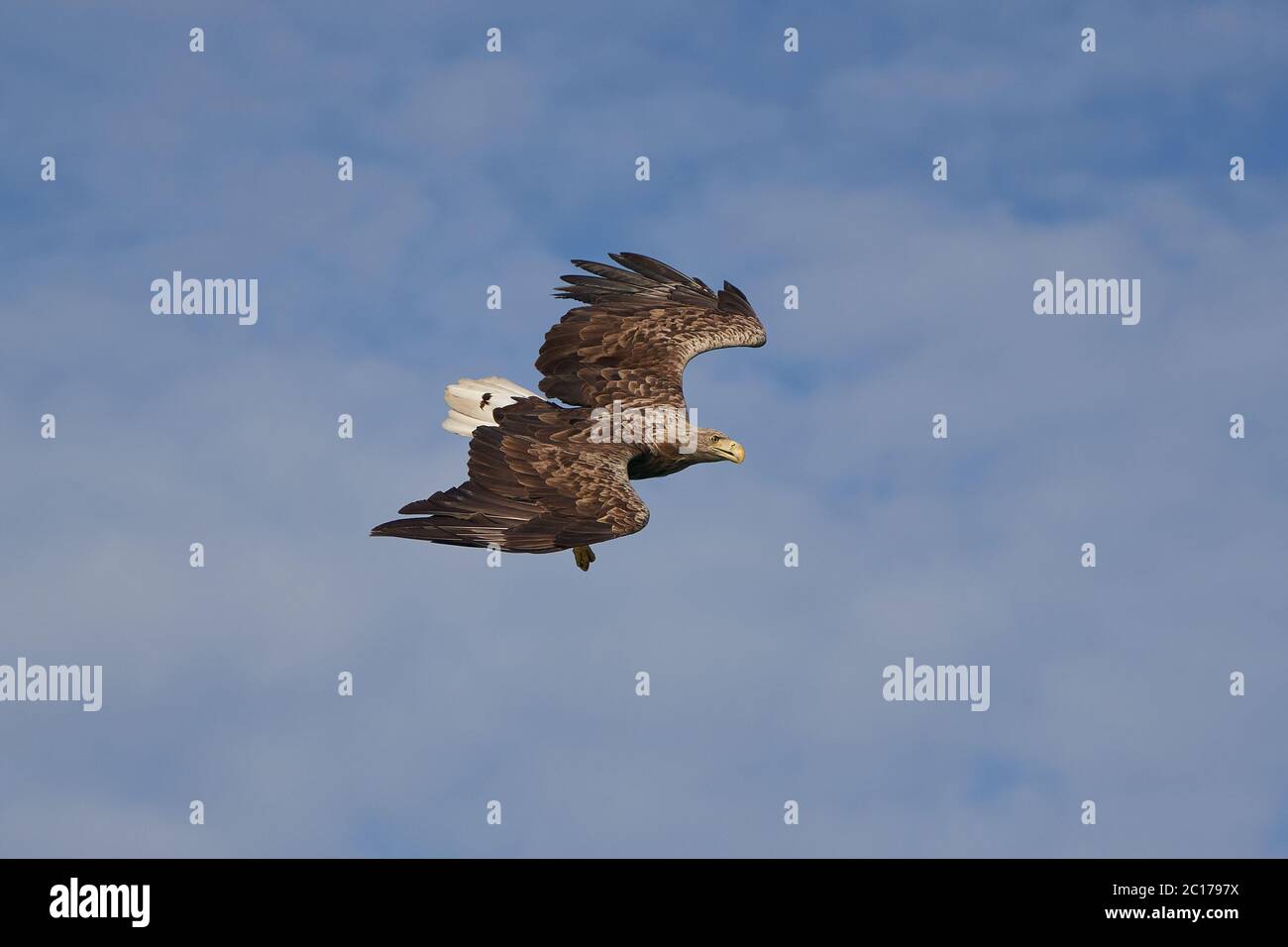 White tailed Eagle Catching eel Raptor Lake Hunting Stock Photo - Alamy