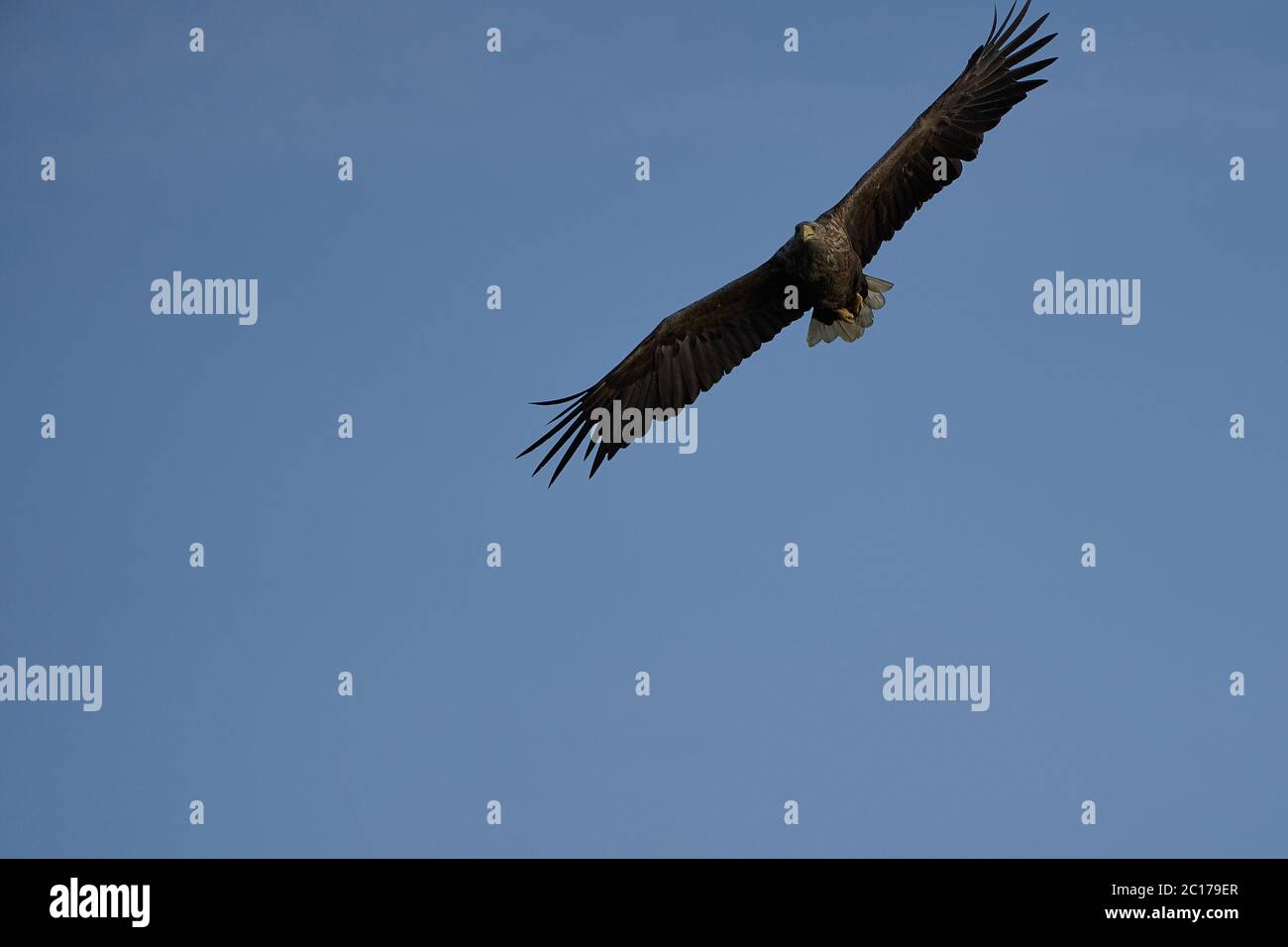 White tailed Eagle Catching eel Raptor Lake Hunting Wings Flying Stock ...