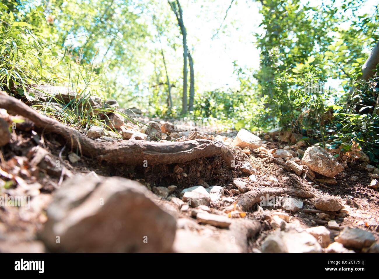 Tree roots on dirt trail. Hiking in coniferous forest in summer ...