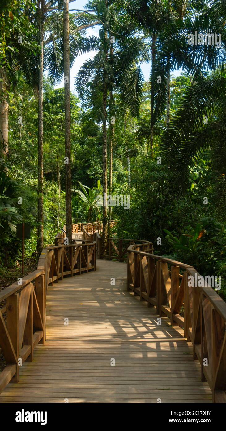 Amazon rainforest landscape hi-res stock photography and images - Alamy