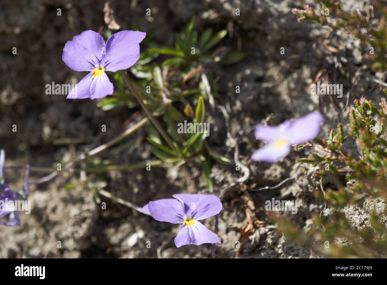 Viola calcarata Swiss switzerland mountains commonly known as long ...
