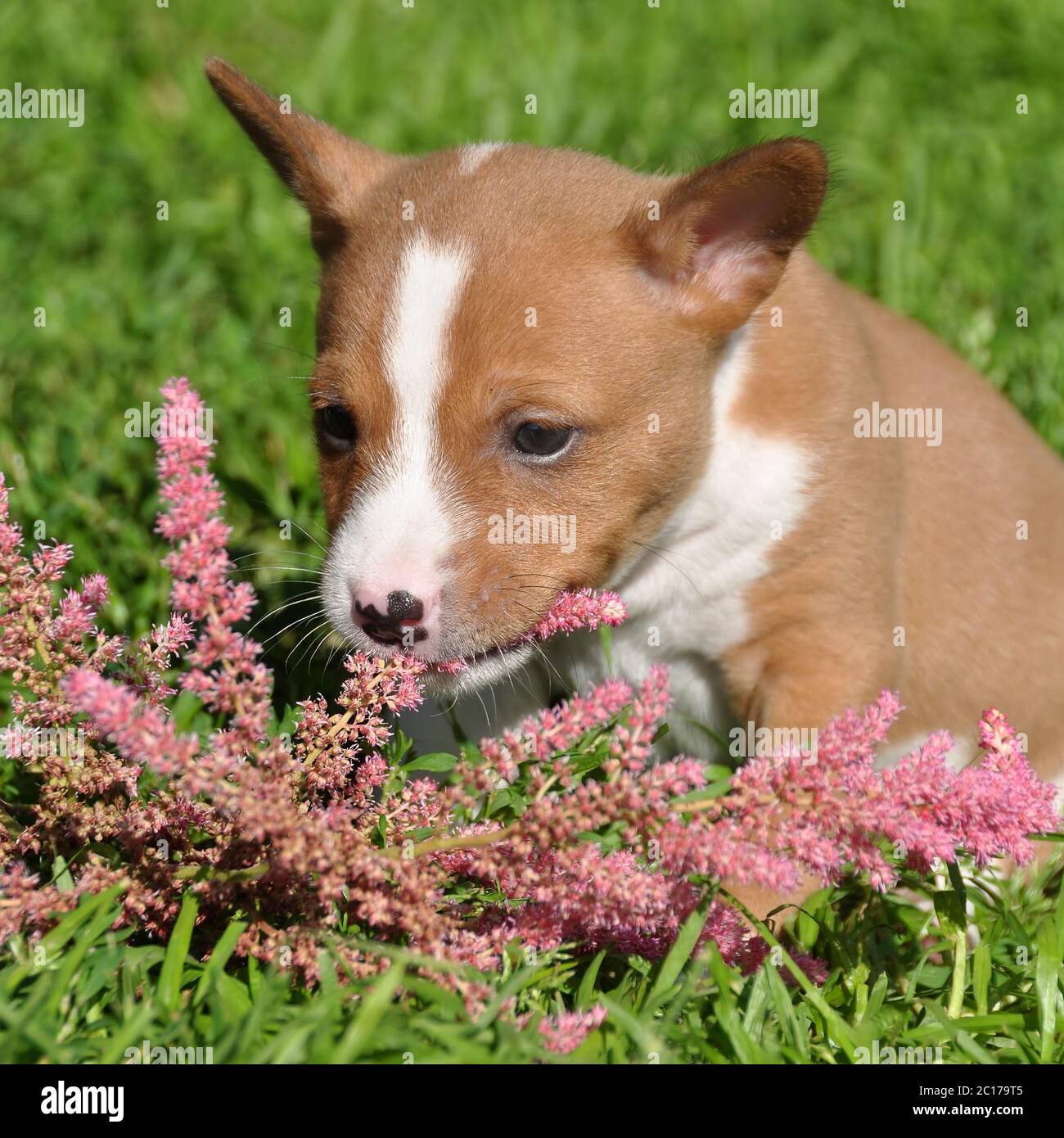 cute red Basenji dog puppy and flower Stock Photo - Alamy