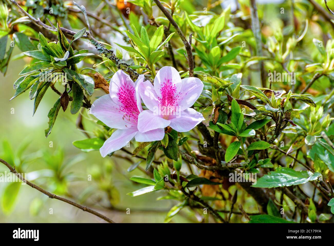 George Taber Azalea Stock Photo - Alamy