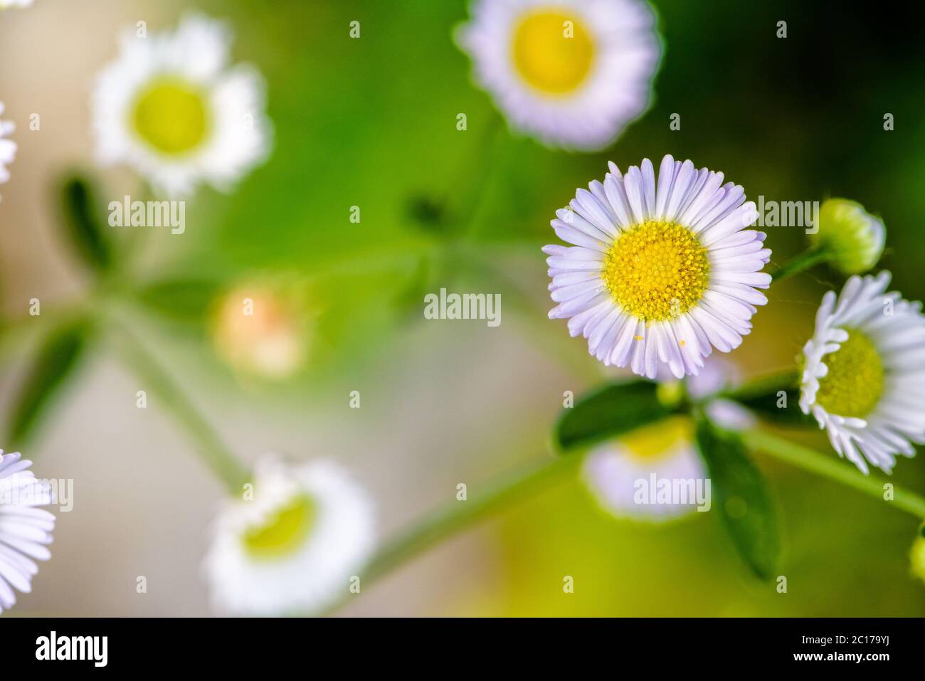 Closeup Daisy flower Stock Photo - Alamy