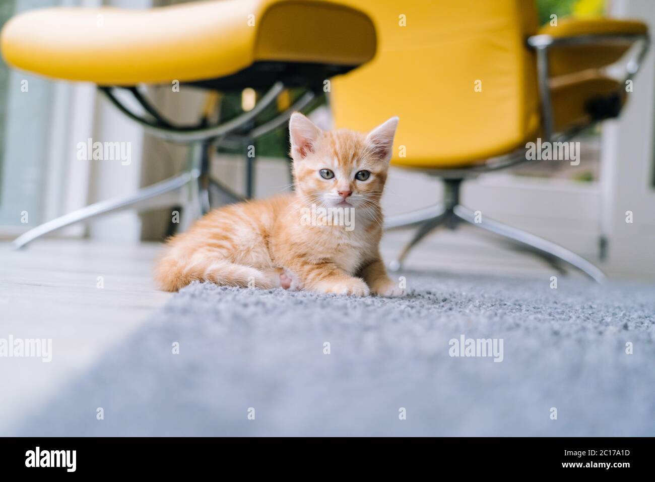 Cute little red cat sitting on yellow chair near window on background. Young cute little red ...