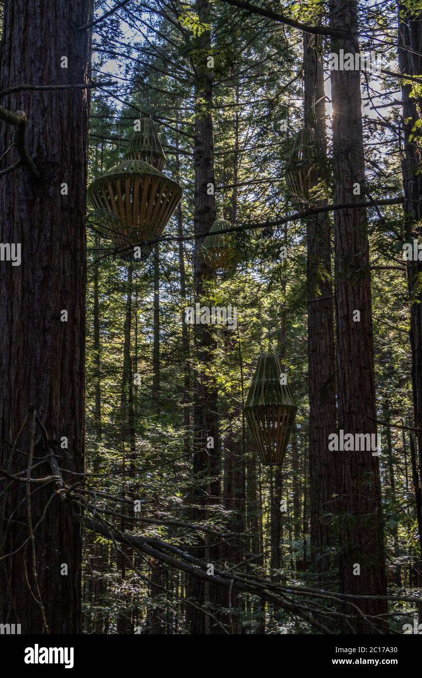 Redwoods Treewalk Lanterns, Rotorua, New Zealand Stock Photo - Alamy