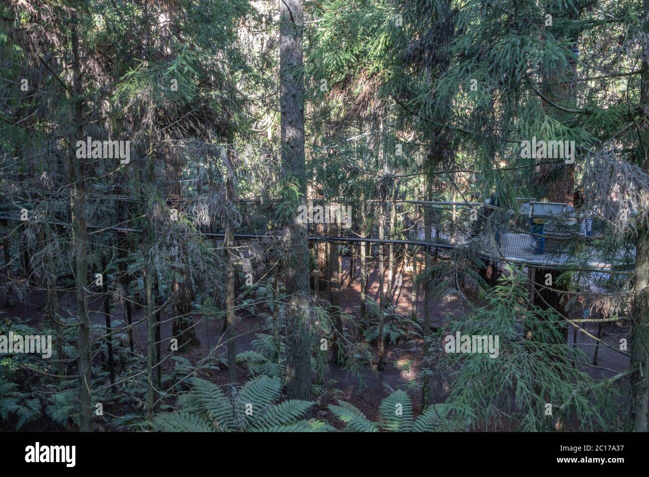 Redwoods Treewalk suspended walkway, Rotorua, New Zealand Stock Photo ...