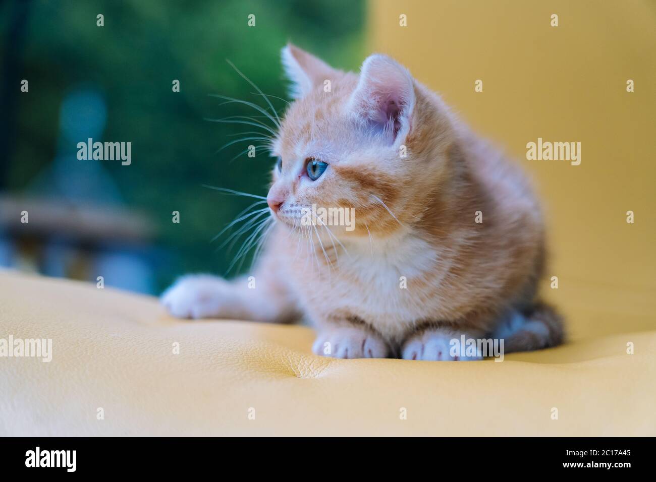 Cute little red cat sitting on yellow chair near window on background ...