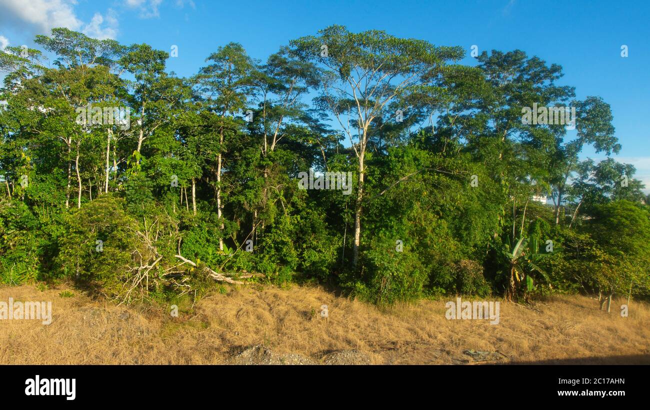 Amazon rainforest view being deforested to open space for livestock ...