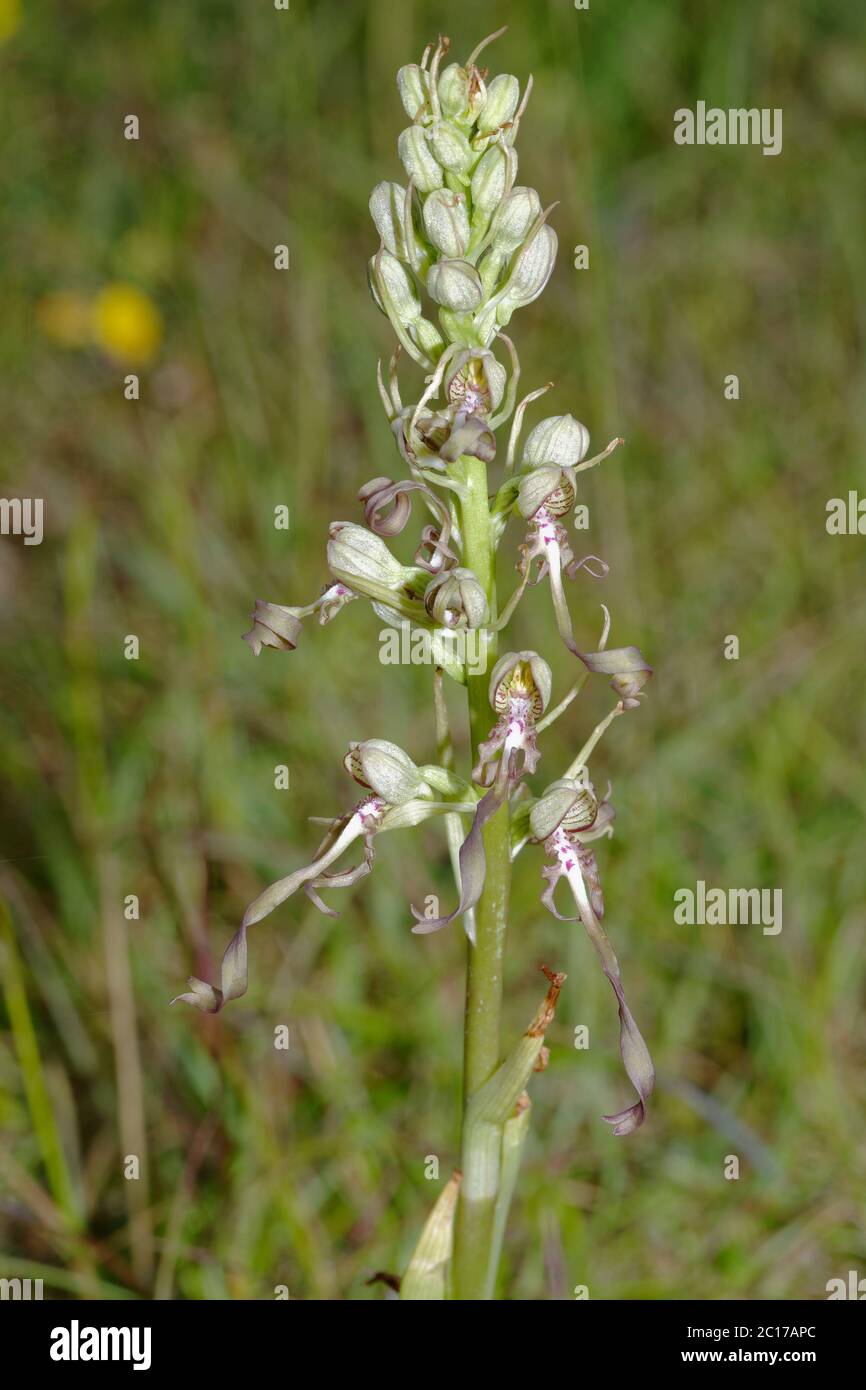 Lizard Orchid - Himantoglossum hircinum Rare Orchid Flower, probably ...