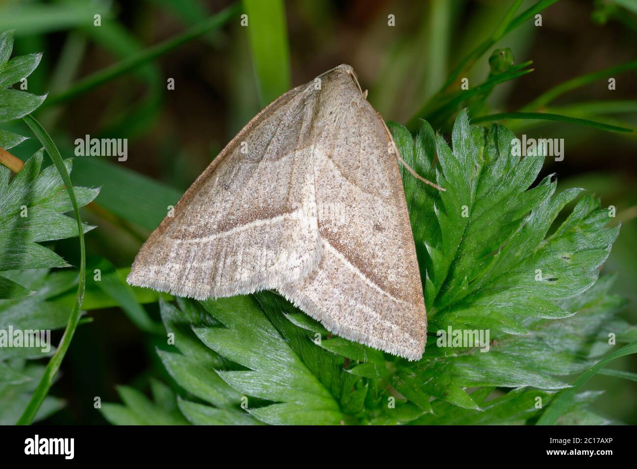 Silver moth hi-res stock photography and images - Alamy