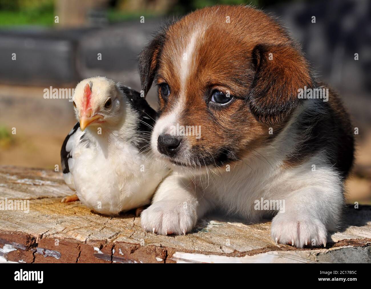 Beautiful chicken face hi-res stock photography and images - Alamy
