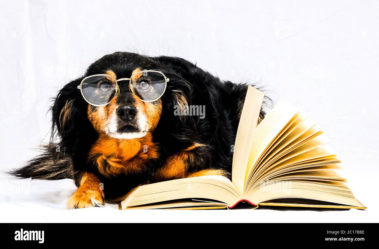 Smart dog studying old books hi-res stock photography and images - Alamy