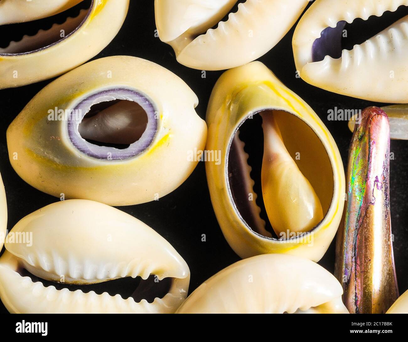 Tusk shell hi-res stock photography and images - Alamy