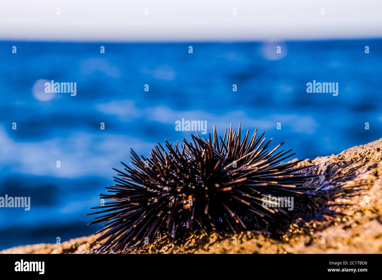 Sea urchin croatia hi-res stock photography and images - Alamy