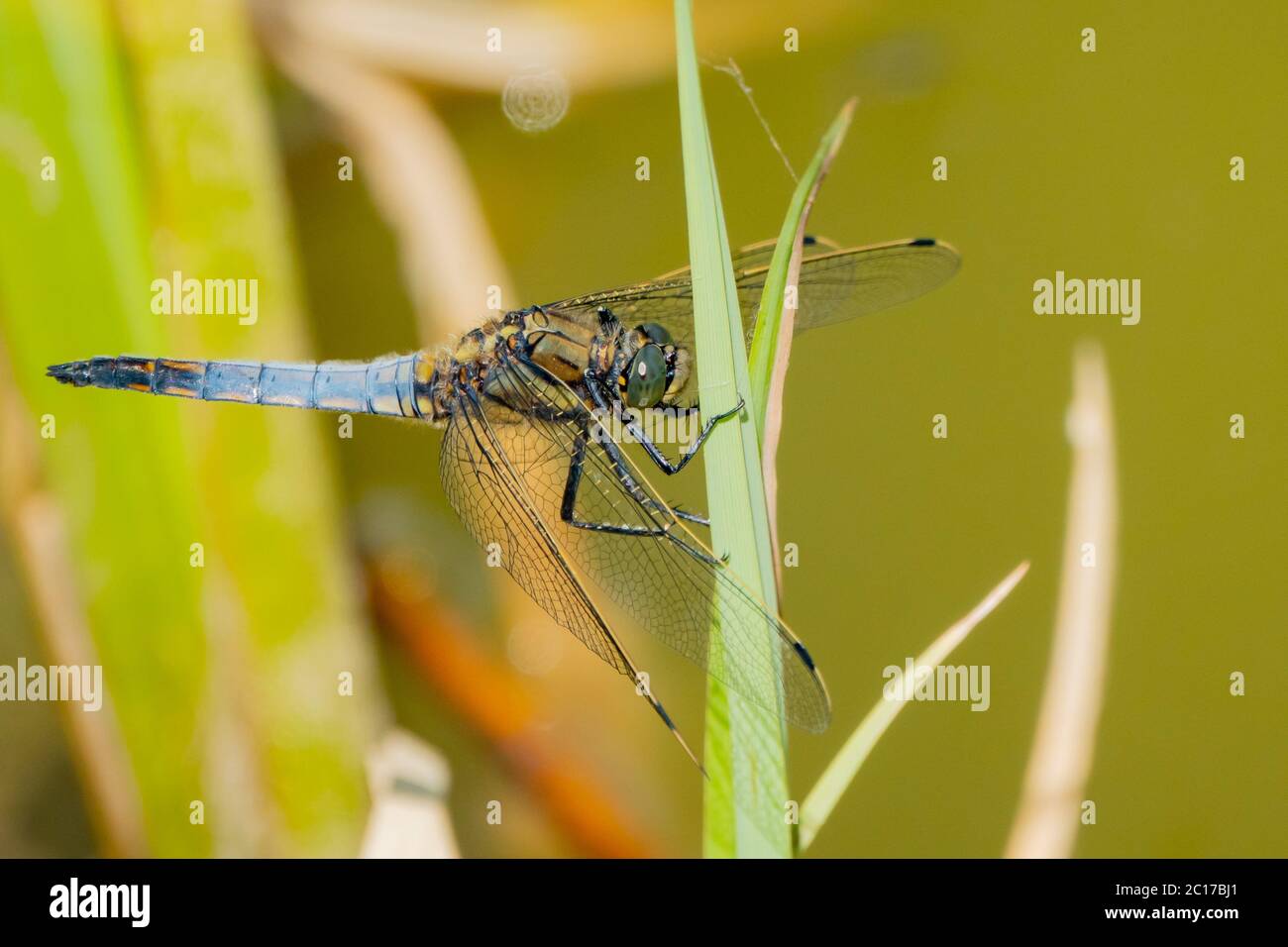 Blue Darter Dragonfly resting on a reed in a pond, close up. UK Stock ...
