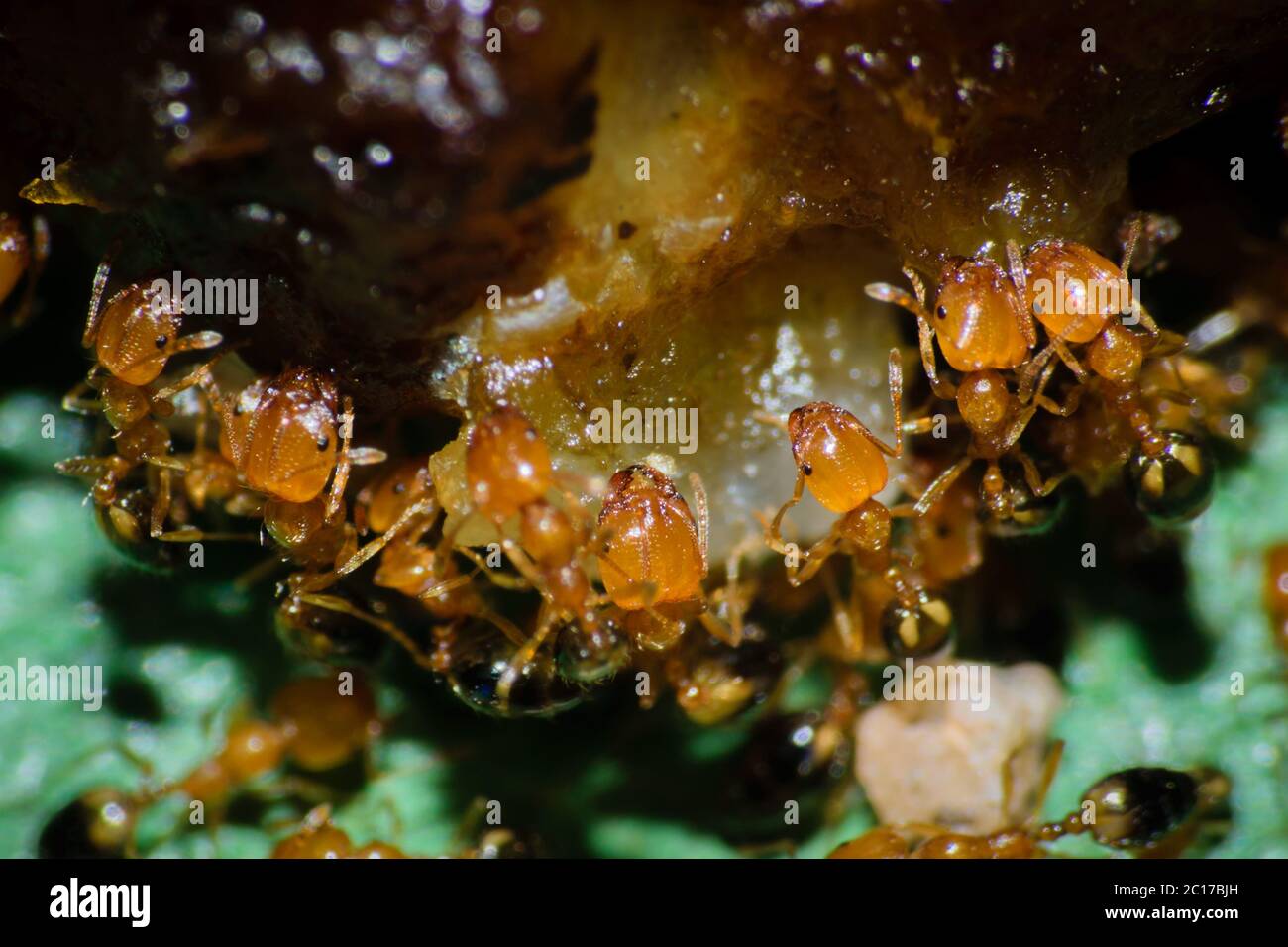 Group of pharaoh ants roaming around for food Stock Photo - Alamy