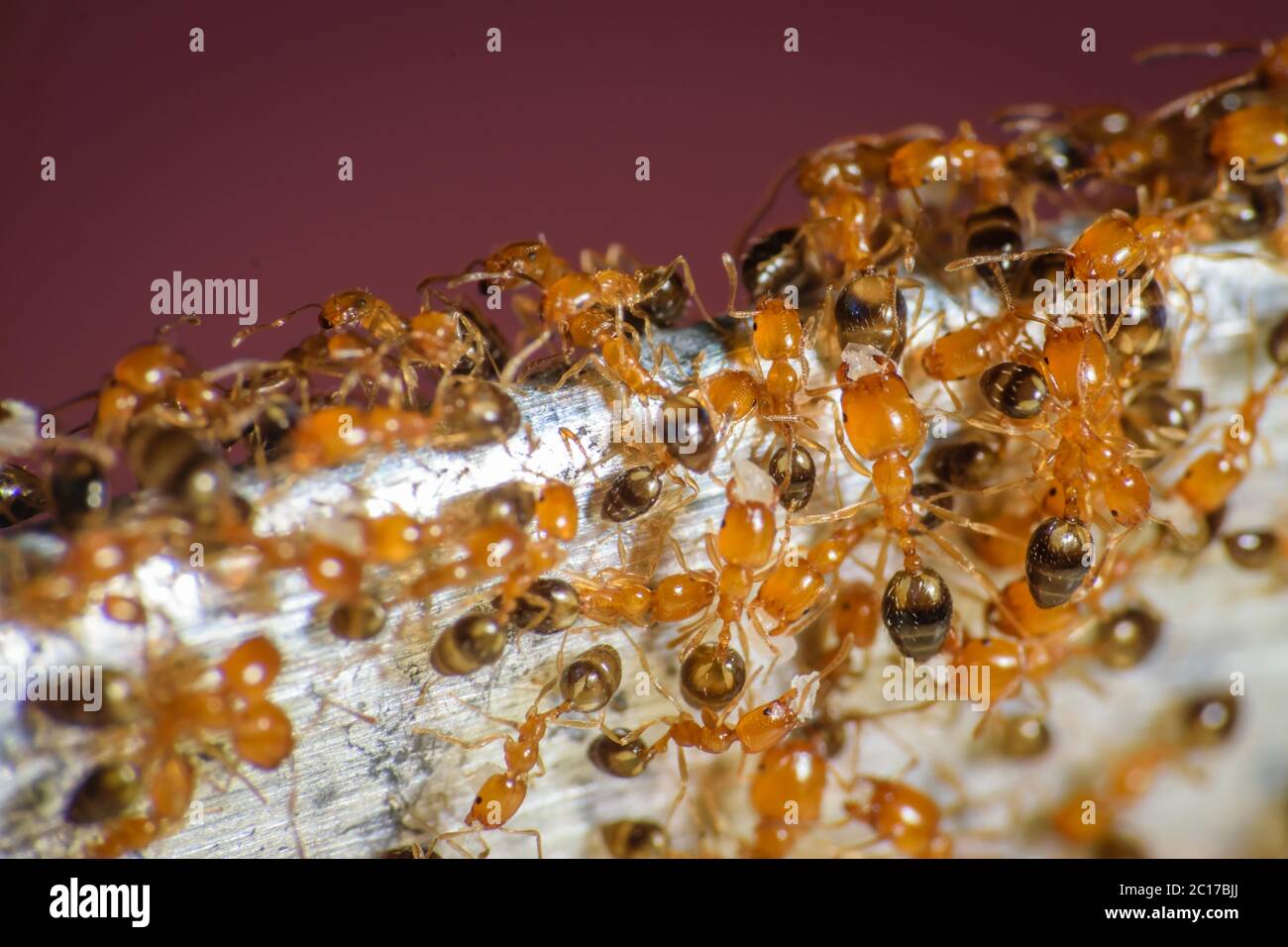 Pharaoh ant hi-res stock photography and images - Alamy