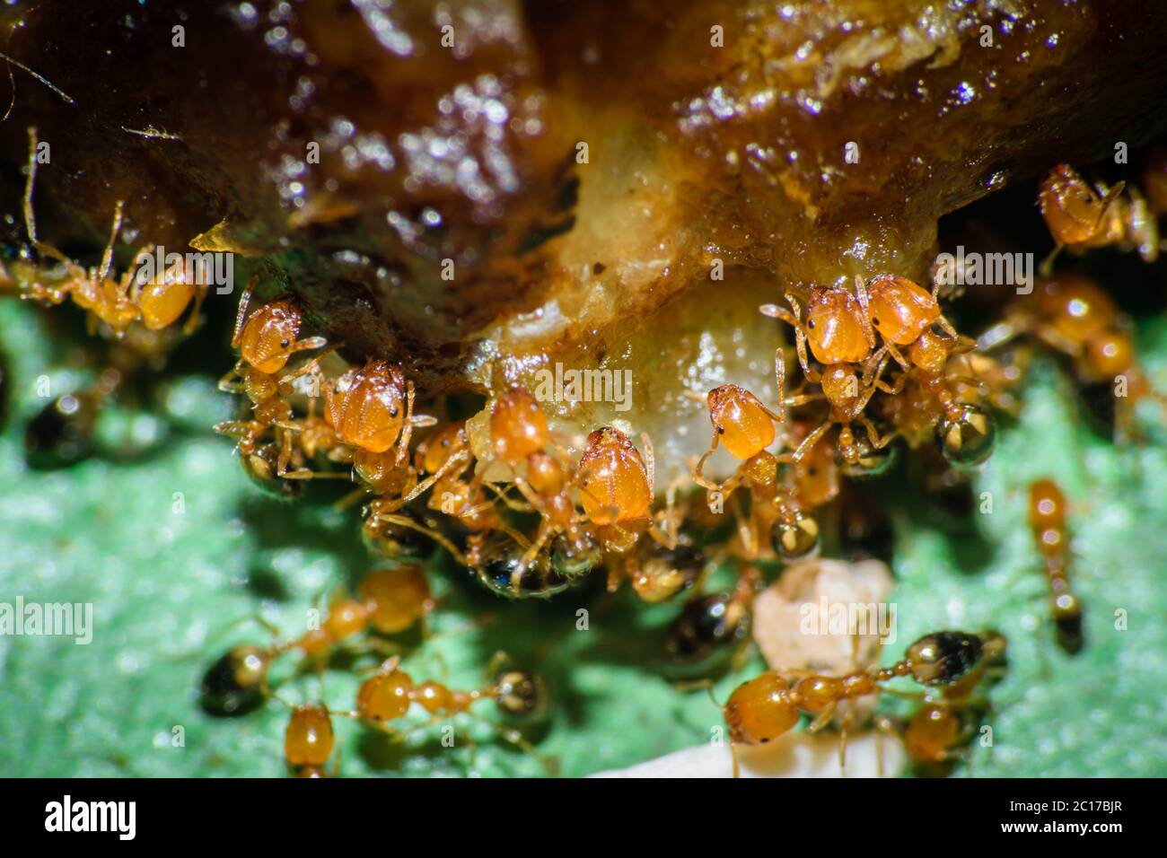 Group of pharaoh ants roaming around for food Stock Photo - Alamy