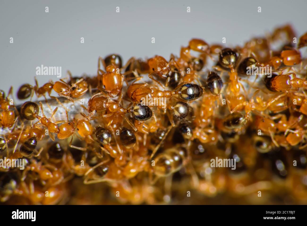 Group of pharaoh ants roaming around for food Stock Photo - Alamy