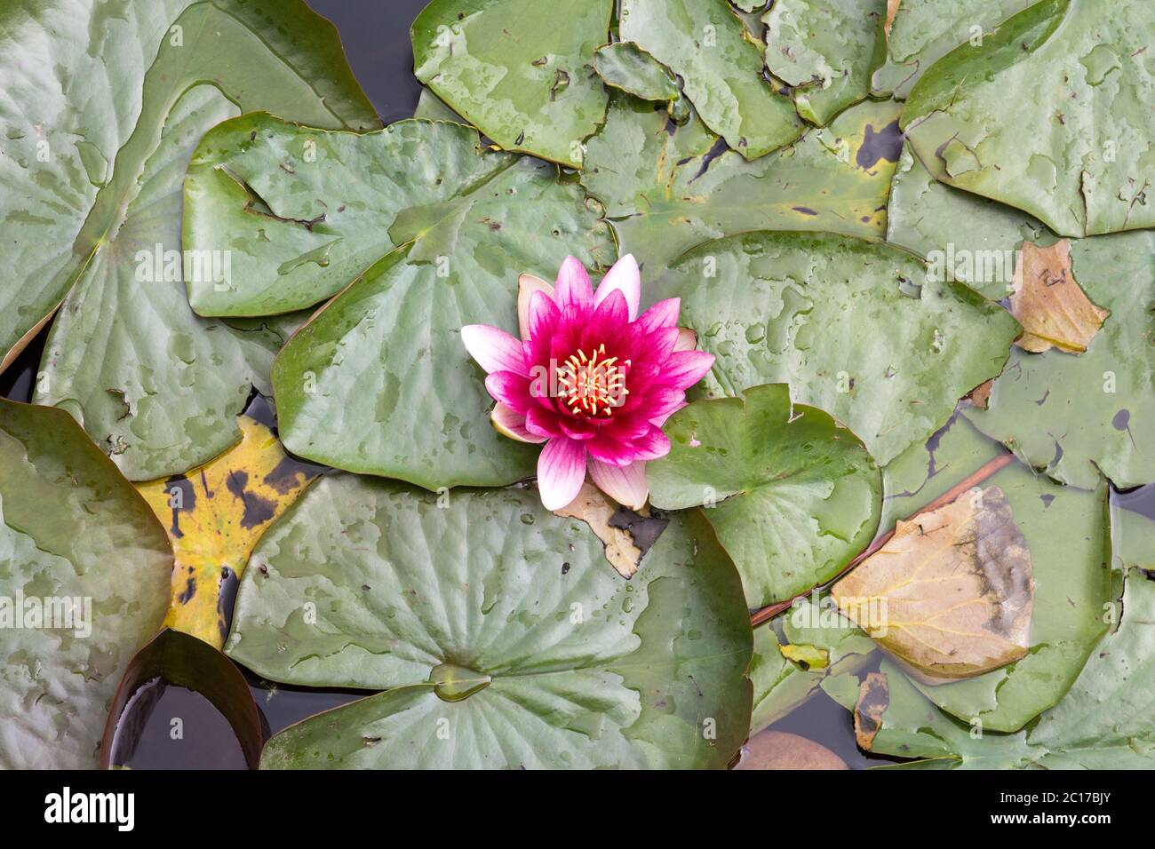 Blooming water lily in small pond Stock Photo - Alamy