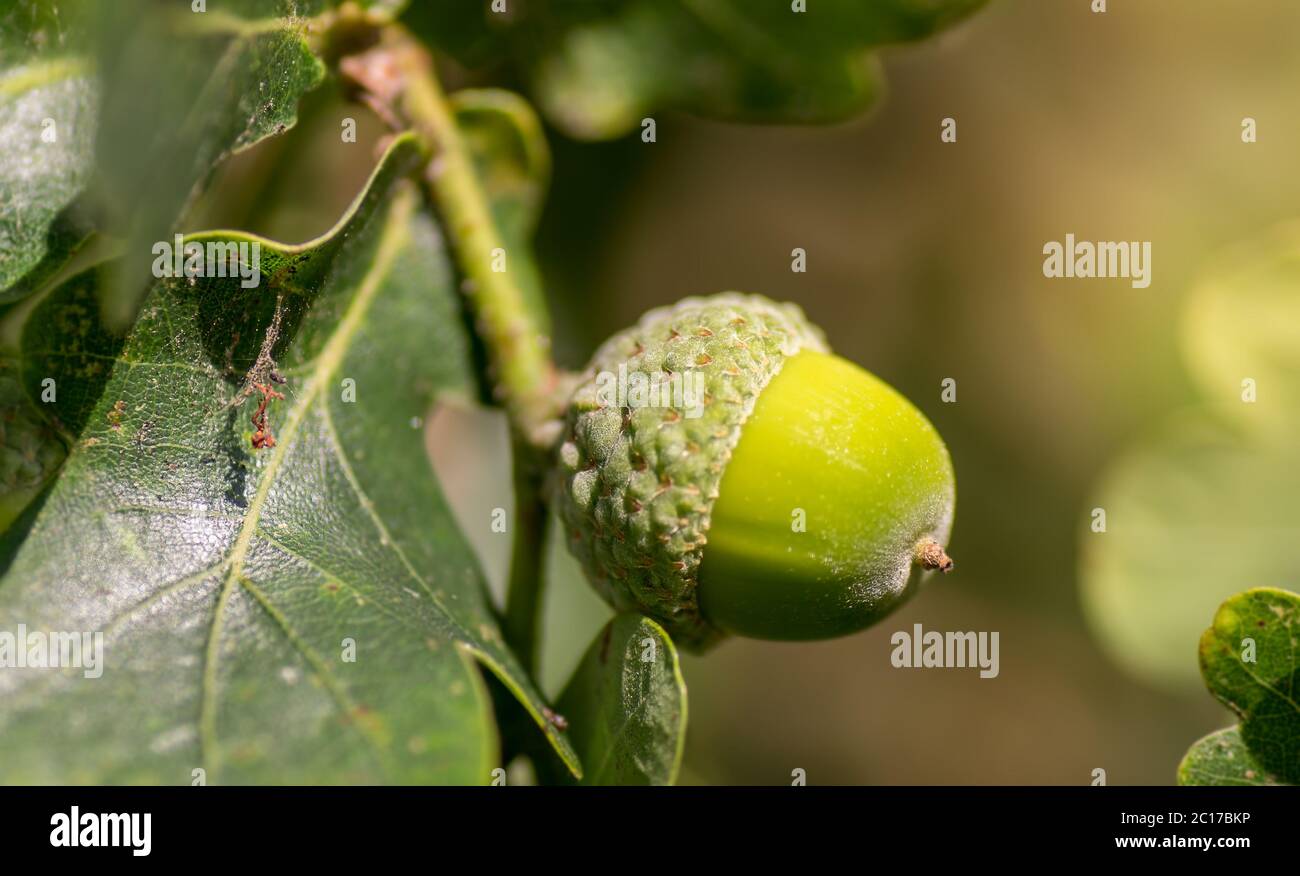 Acorn on the tree hi-res stock photography and images - Alamy