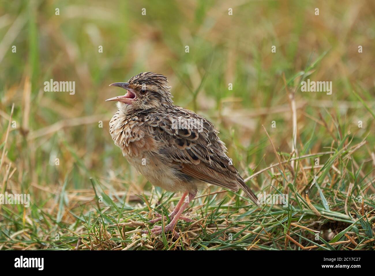 Mirafra africana hi-res stock photography and images - Alamy