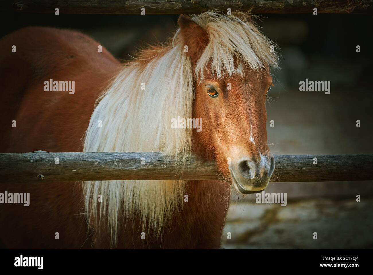 Portrait of Chestnut Pony Stock Photo - Alamy