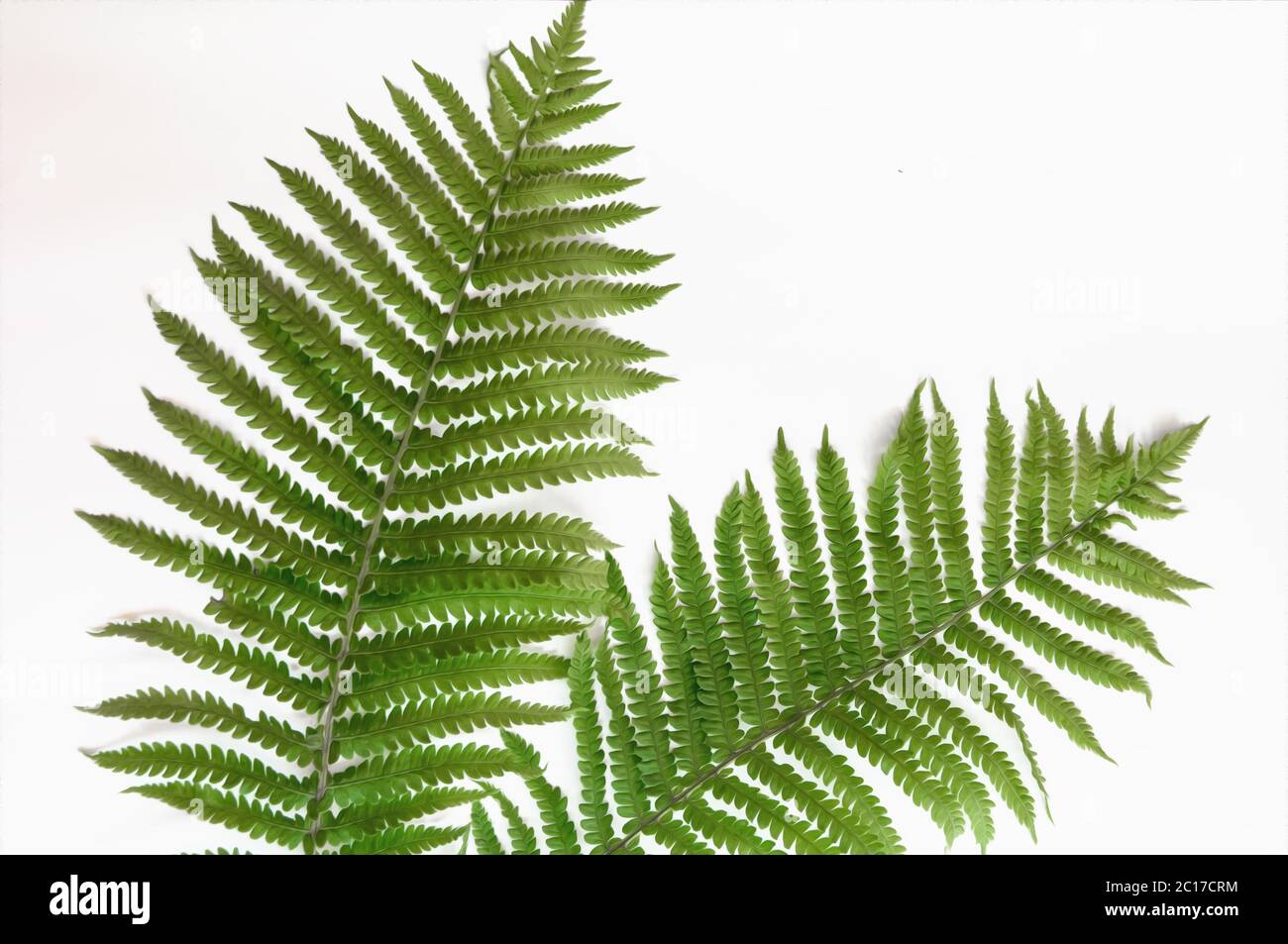 minimalism style, fern leaf on paper background Stock Photo - Alamy