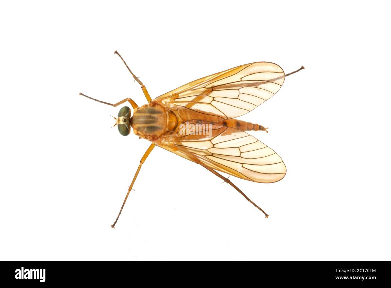 Snipe fly (Rhagio) isolated on a white ackground Stock Photo - Alamy