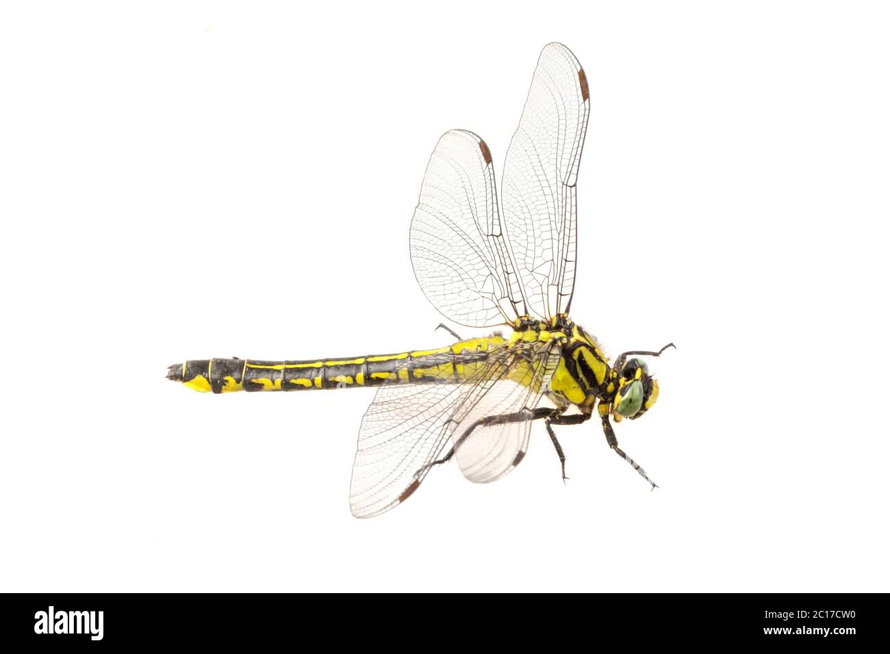 Common clubtail dragonfly hi-res stock photography and images - Alamy