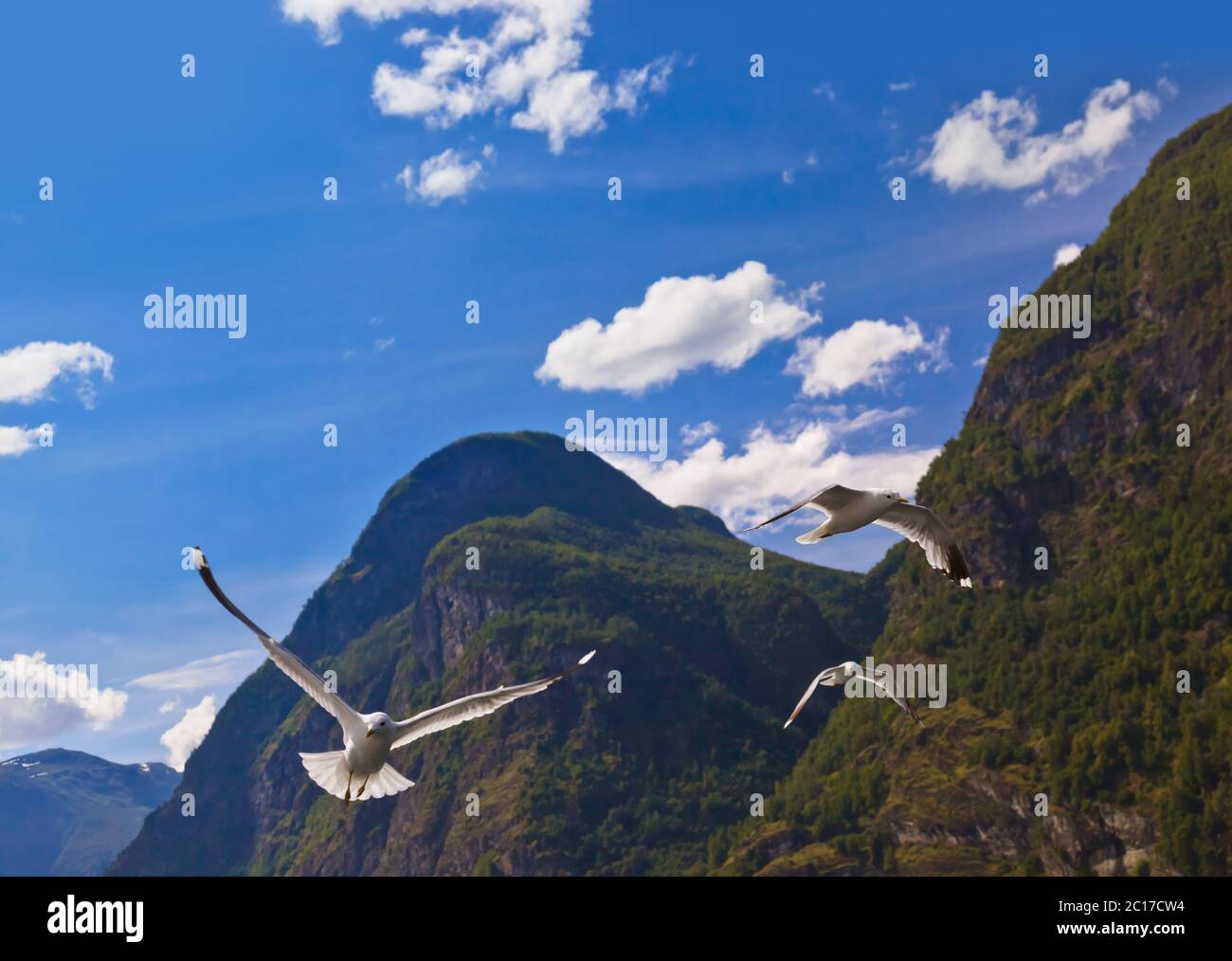 Bird in norway hi-res stock photography and images - Alamy