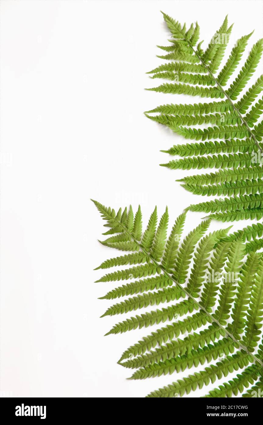 minimalism style, fern leaf on paper background Stock Photo - Alamy