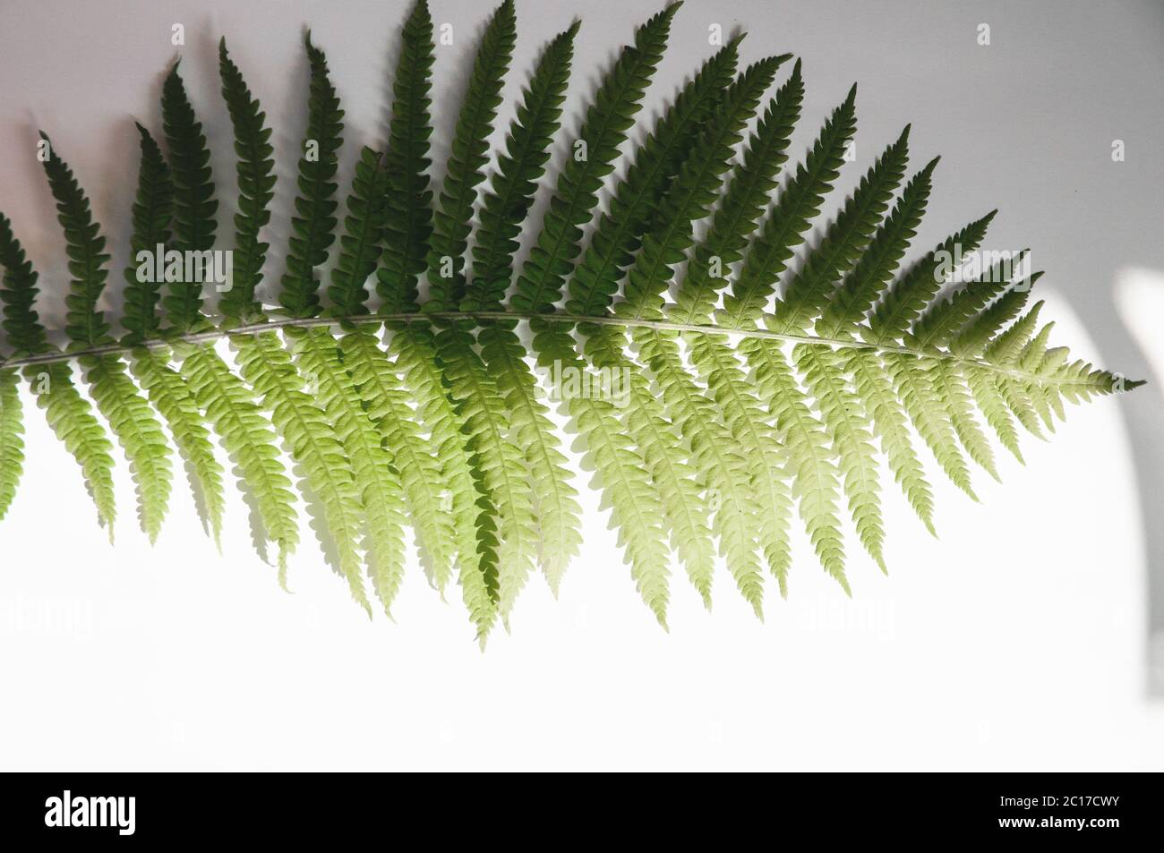 minimalism style, fern leaf on paper background Stock Photo - Alamy