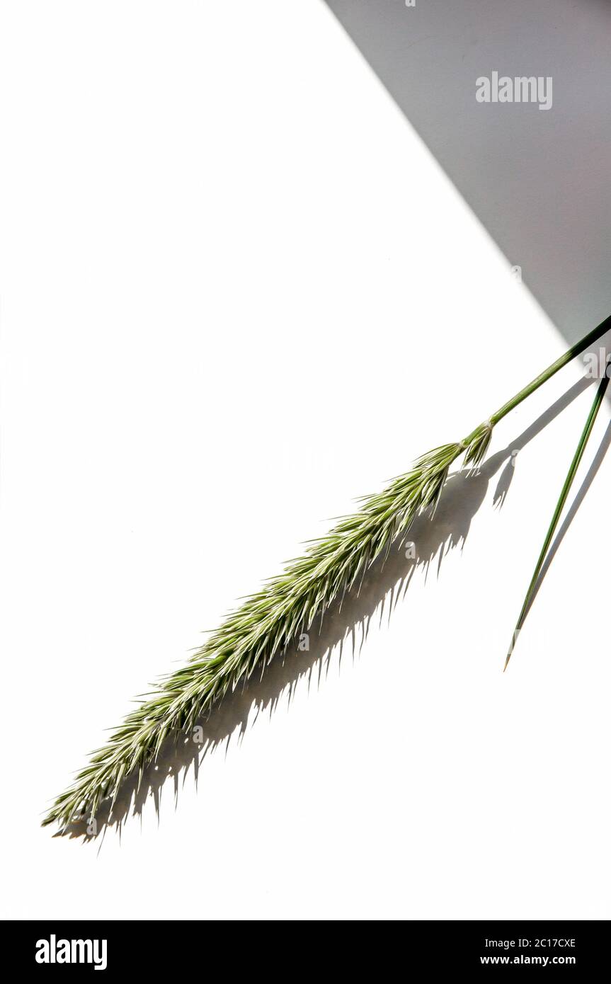 Spikelet pattern hi-res stock photography and images - Alamy