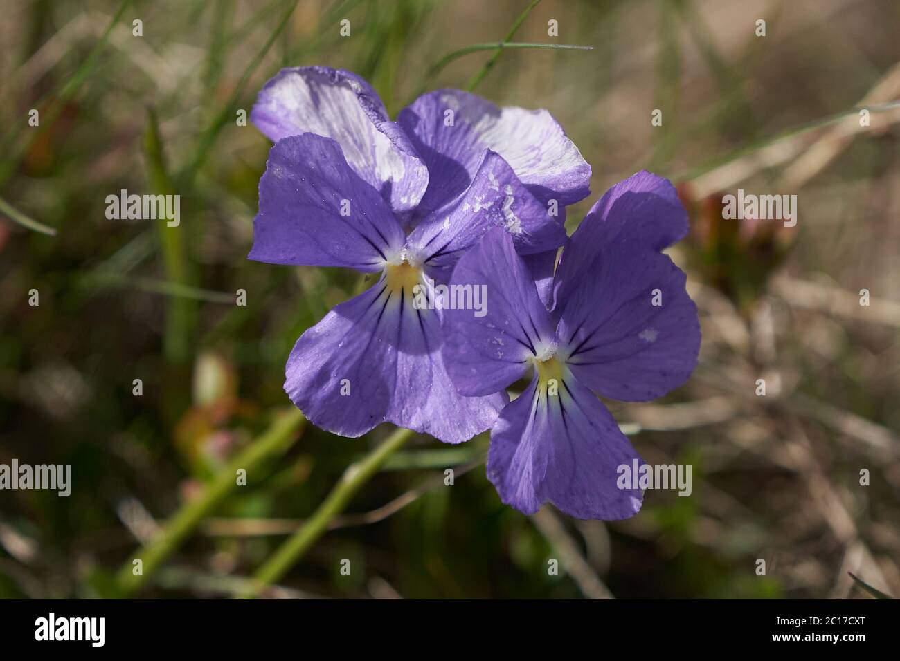 Viola calcarata Swiss switzerland mountains commonly known as long ...
