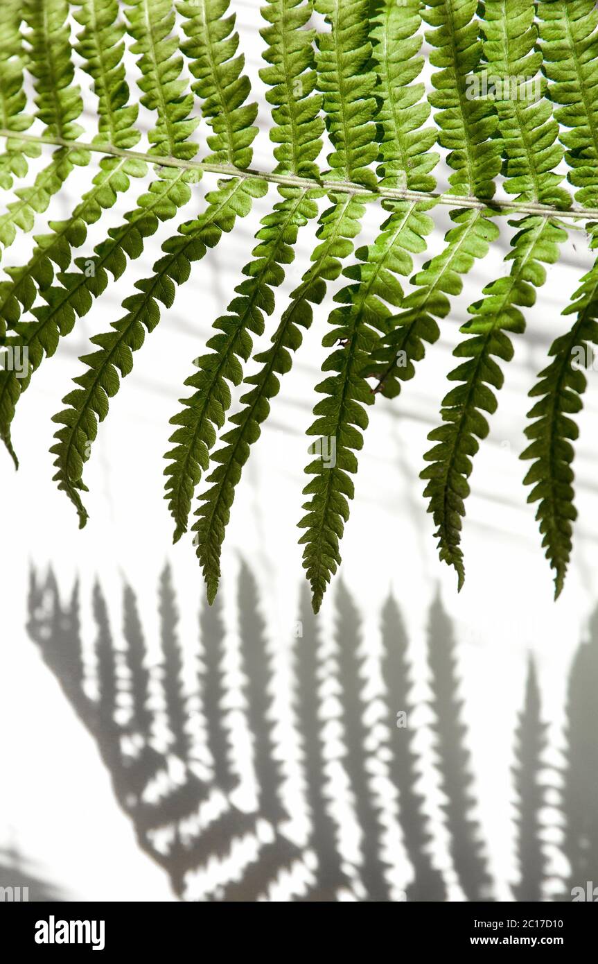 minimalism style, fern leaf on paper background Stock Photo - Alamy