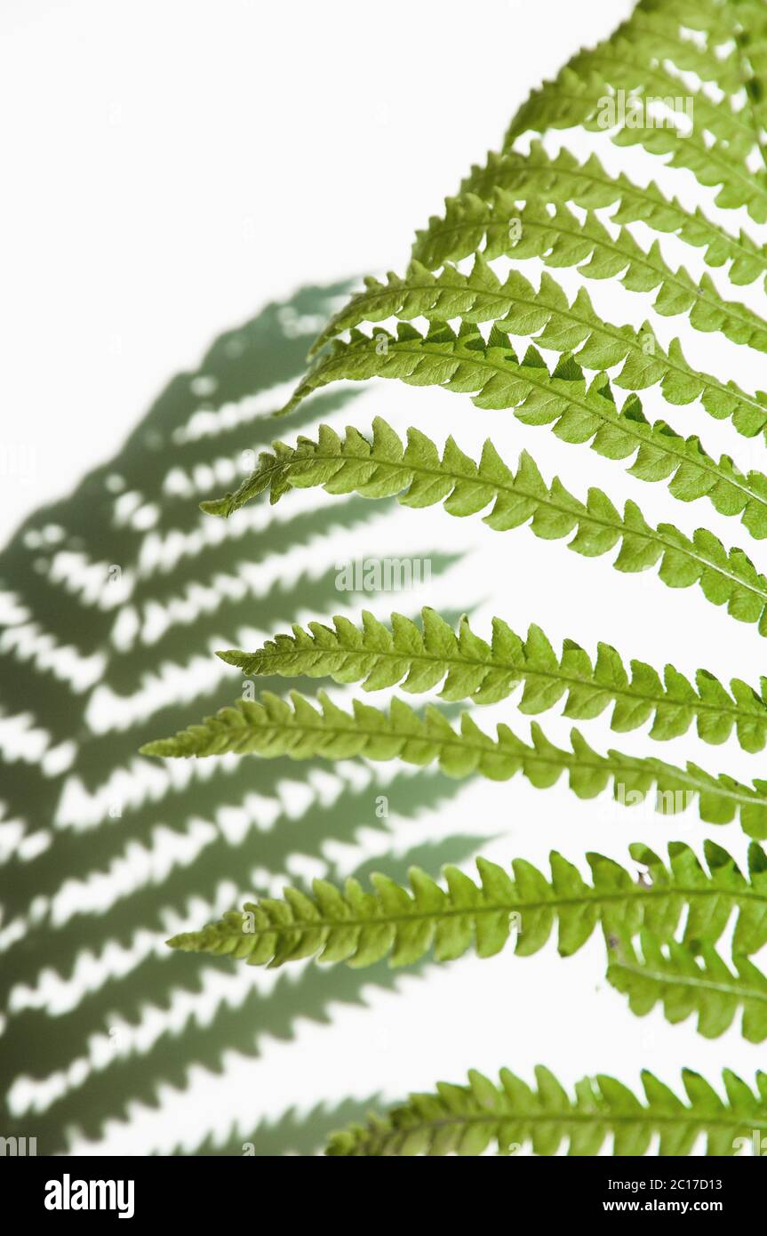 minimalism style, fern leaf on paper background Stock Photo - Alamy