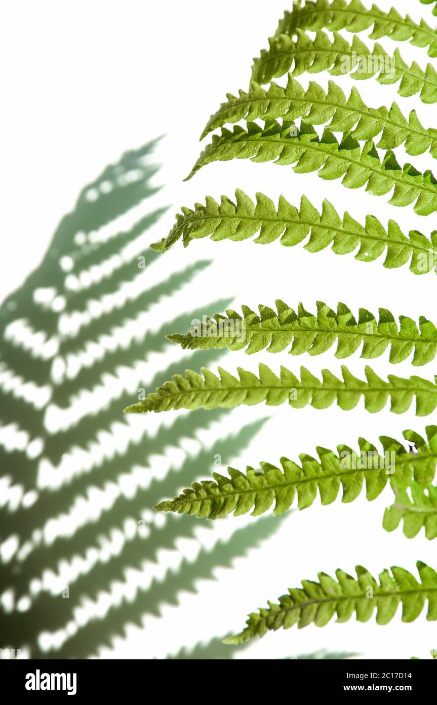 minimalism style, fern leaf on paper background Stock Photo - Alamy