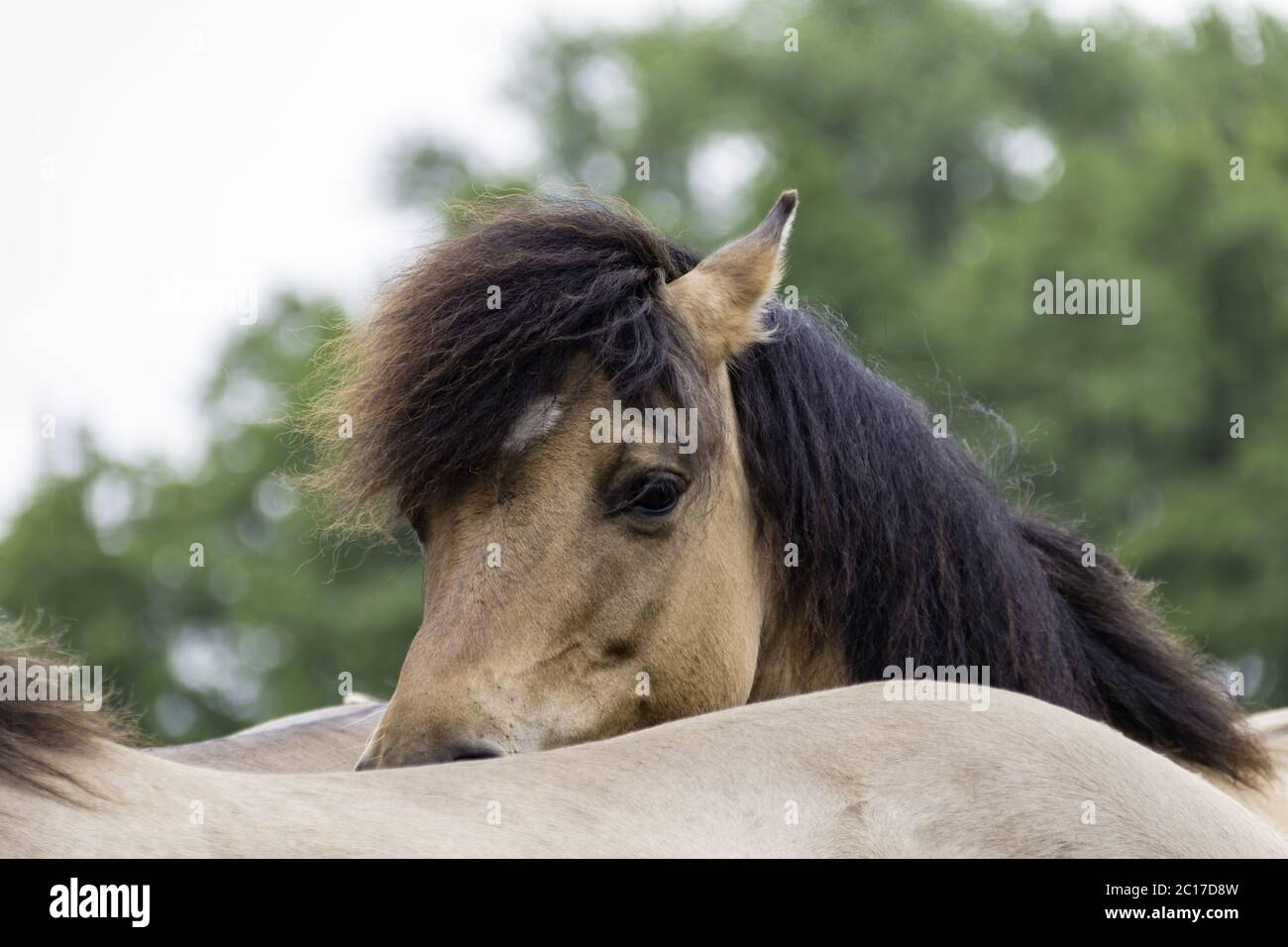 Brow head hi-res stock photography and images - Alamy