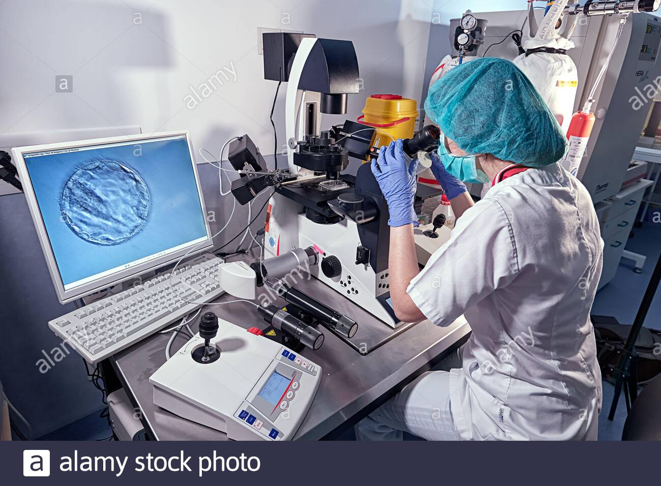 Human Egg Microscope High Resolution Stock Photography and Images - Alamy