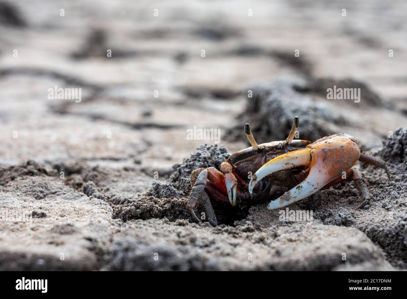 Earth crab hi-res stock photography and images - Alamy