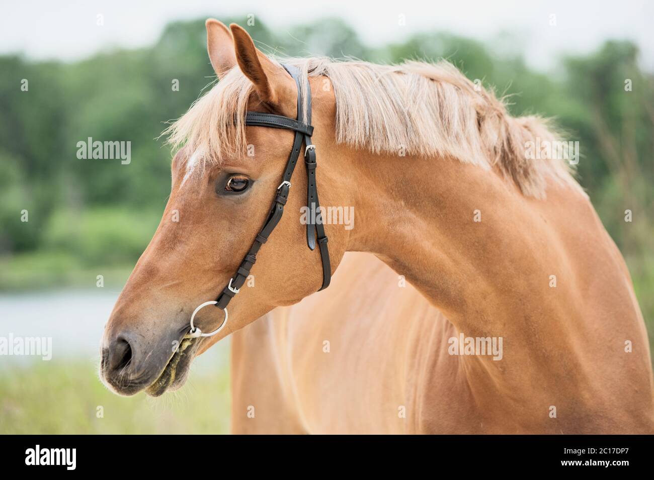 Chestnut mare hi-res stock photography and images - Alamy