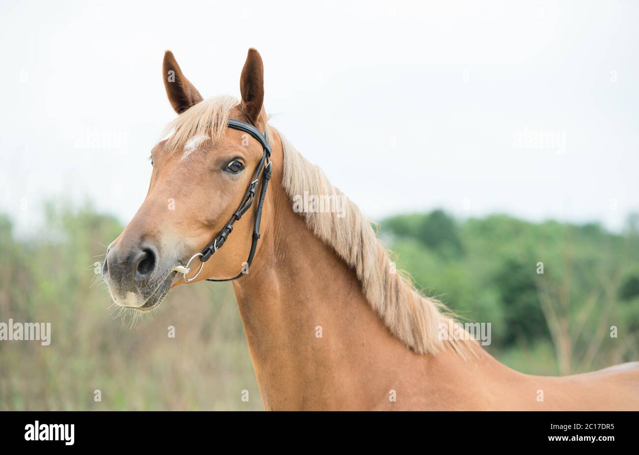 Chestnut mare hi-res stock photography and images - Alamy